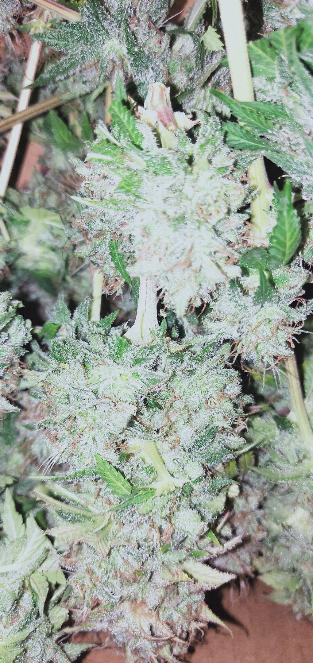 How to How to Grow Weed Indoors - Cannabis Directory